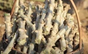Tips on Preparing the Soil and Planting Cassava Cuttings
