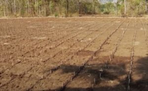 Cassava Farming and Cultivation: The Complete Guide for Growers and ...