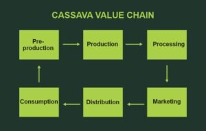 Cassava Processing: A Complete Guide to Methods, Challenges and Innovations