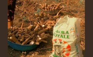 What is Garri? Cassava Flakes and How it's Produced