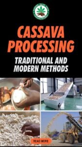 Cassava Processing: A Complete Guide to Methods, Challenges and Innovations