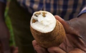 Cassava Pests and Diseases and How to Prevent Them