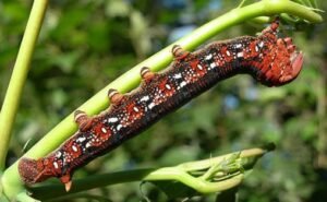 Cassava Pests and Diseases and How to Prevent Them
