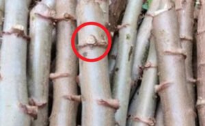 Introduction to Cassava Stem: Varieties, Anatomy & Propagation