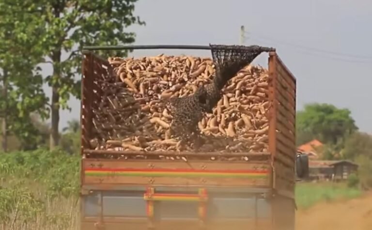 Commercial Cassava Farming: Equipment and Key Considerations