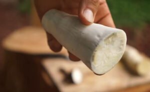 The Cassava Root: Description, Parts and Anatomy