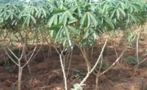 Introduction to Cassava Stem: Varieties, Anatomy & Propagation