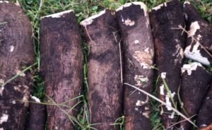 The Cassava Root: Description, Parts and Anatomy