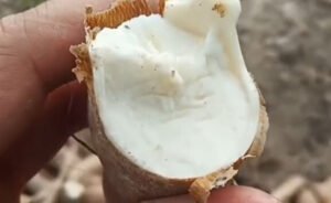 The Cassava Root: Description, Parts and Anatomy