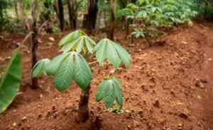 Signs Cassava is Ready to be Harvested