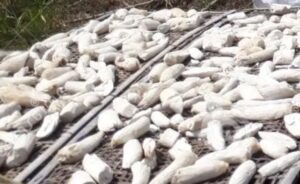 How to Remove Cyanide from Cassava Root
