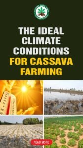 The Ideal Climate Conditions for Cassava Farming
