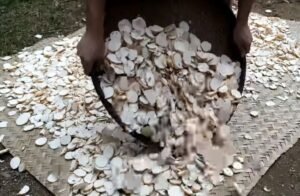 Traditional Methods of Processing Cassava