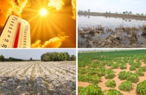 The Ideal Climate Conditions for Cassava Farming