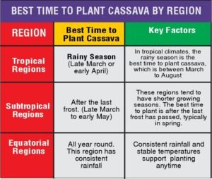 The Best Time to Plant Cassava According to Regions and Seasons for ...