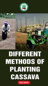 Cassava Planting Methods and How to Choose the Best