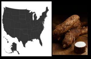 Cassava in the United States (Yuca) – Everything You Need to Know